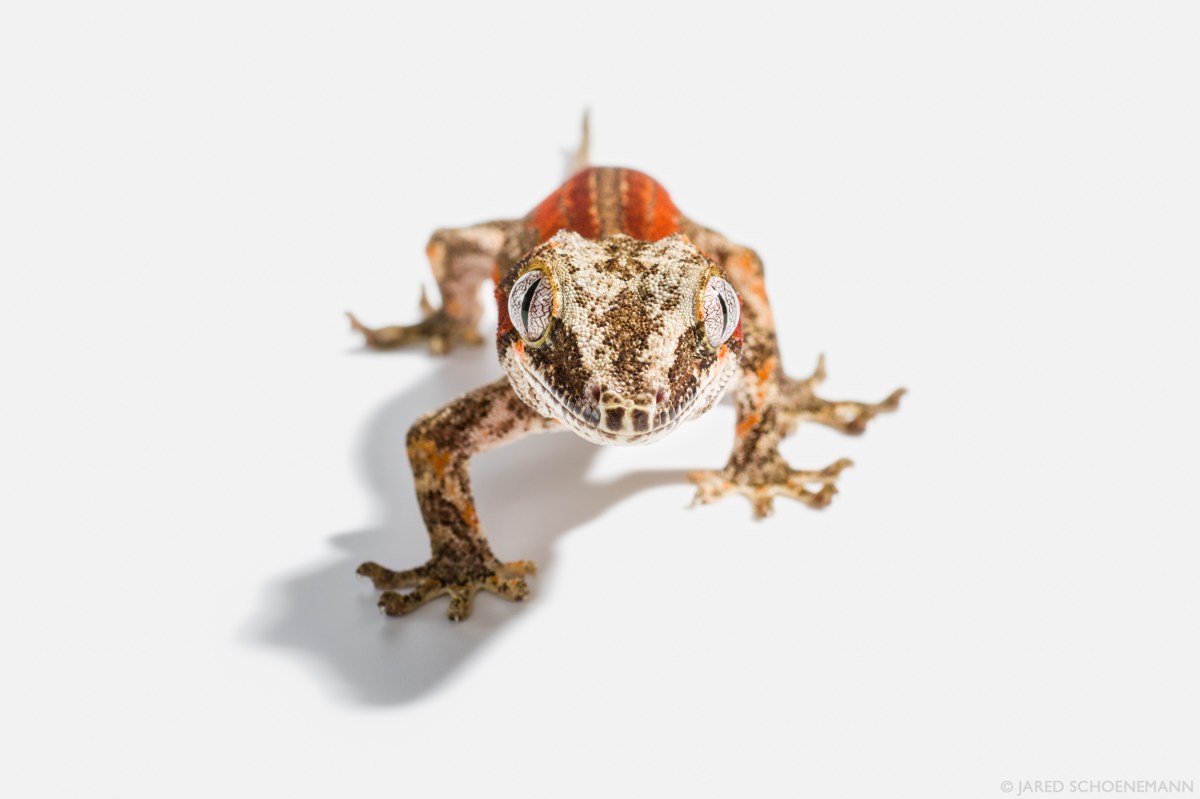 Jared Schoenemann’s Scaly Friends – BUFF BASICS