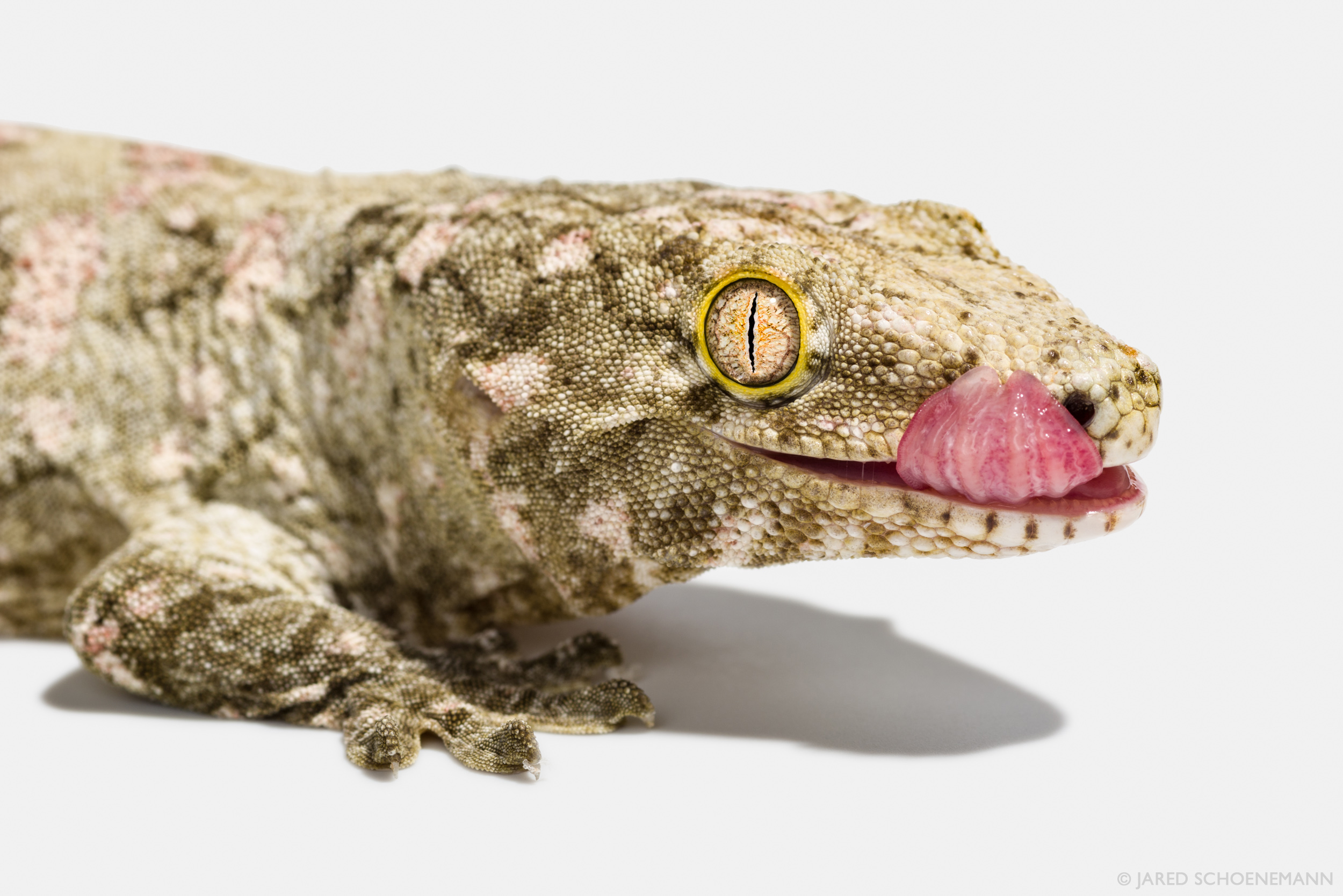 Jared Schoenemann’s Scaly Friends – BUFF BASICS